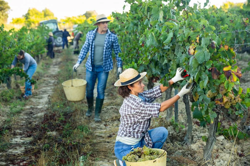 Things to do - Peterc Vineyard Estate